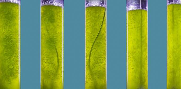 Viridos and ExxonMobil collaborate on algae biofuel research | Biofuels ...