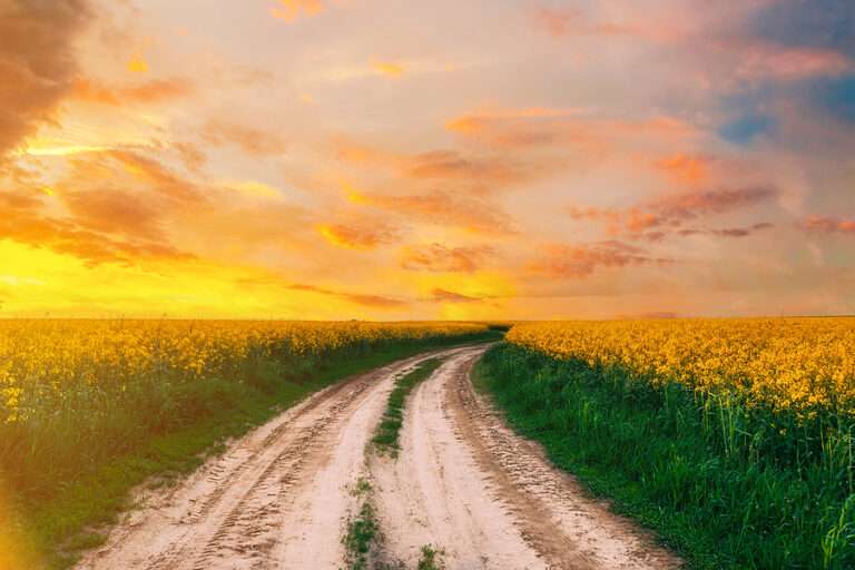 Record year for oilseed production - Biofuels International Magazine ...