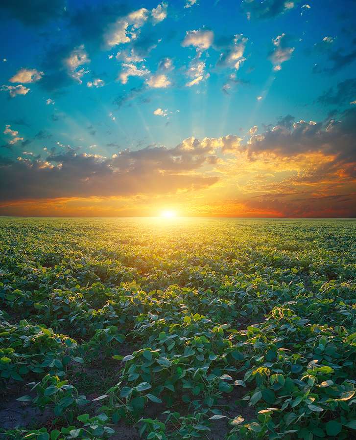 Cargill confirms takeover of Owensboro - Biofuels International Magazine