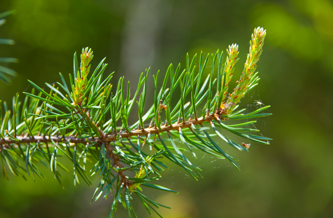 Reaching sustainability goals with advanced biofuels | Biofuels ...