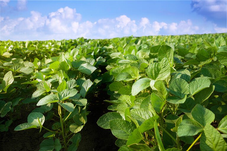 EU soybean output set to increase year-on-year | Biofuels International ...