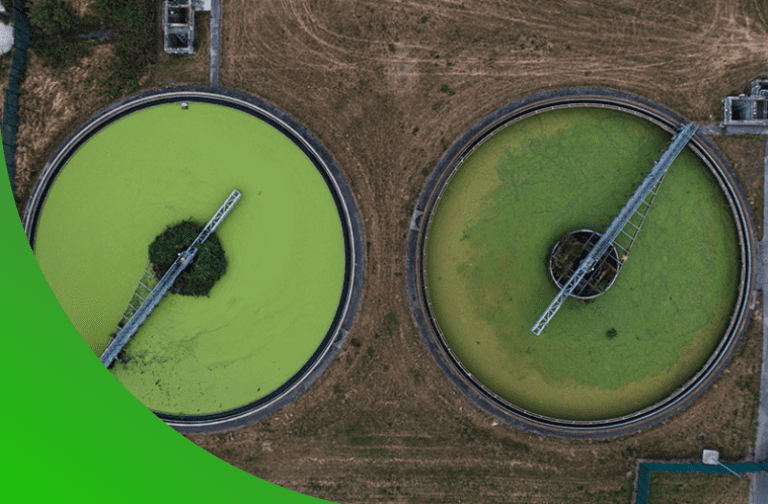 EEL Biofuels harnesses algae as biofuel feedstock | Biofuels ...