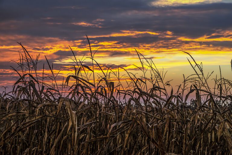 Growth Energy welcomes adoption of GREET Act | Biofuels International ...