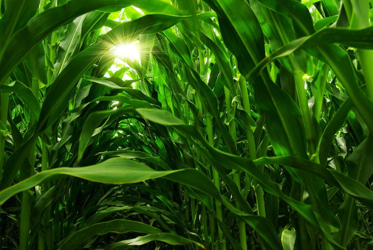 United Energy Trading earns biofuels certification | Biofuels ...