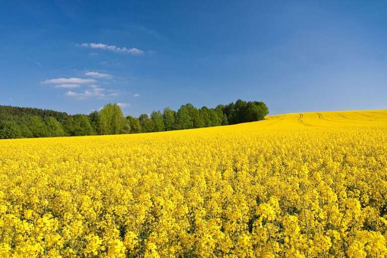 Rapeseed meal imports to the EU increase | Biofuels International Magazine