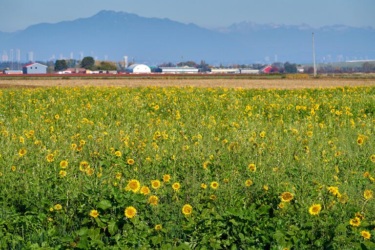 Bioethanol refineries produced more food than fuel, ePURE reveals ...