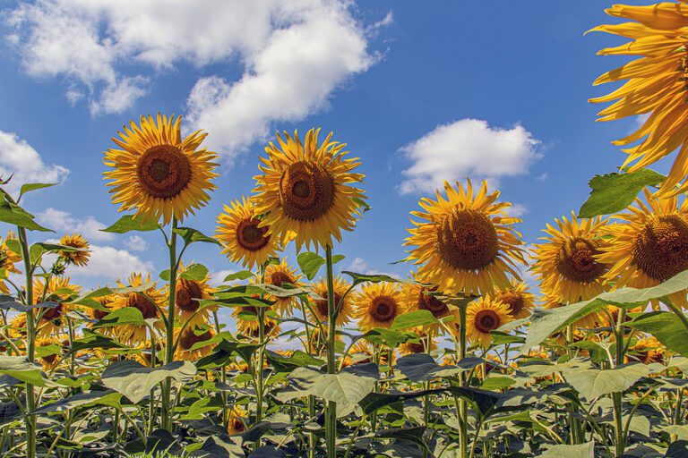 Hungary becomes the EU's top sunflower seed producer for the first time ...