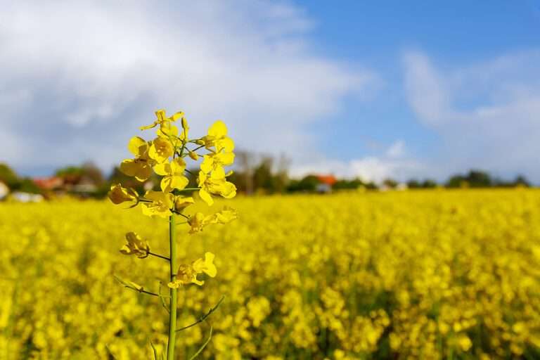 Rapeseed remains dominant feedstock in biodiesel production | Biofuels ...