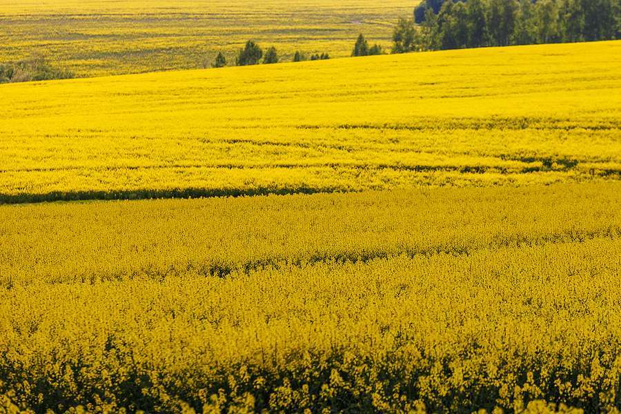 USDA experts expect an expansion in the rapeseed area in the European ...